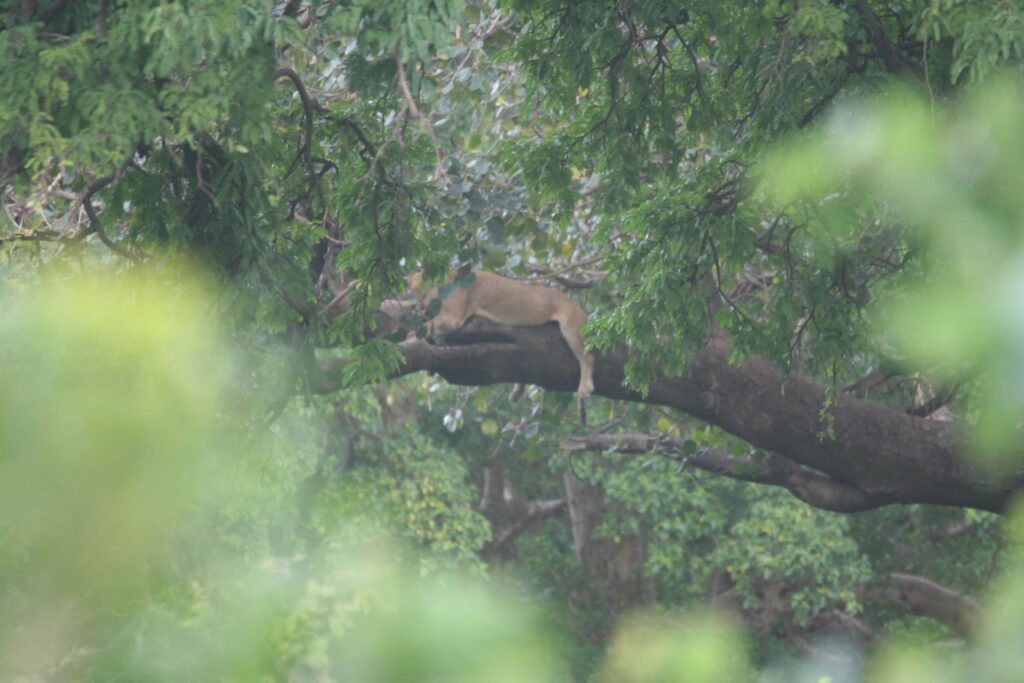 Spring into Tanzania - Christine Travels Everywhere